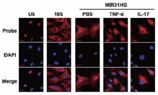 FISH探针试剂盒 | 锐博生物