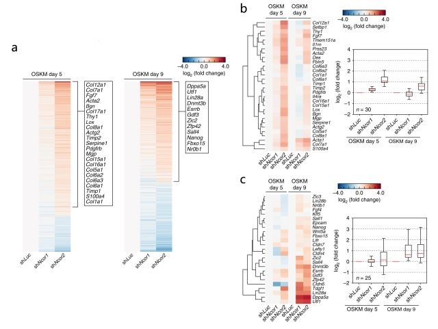 Nature Cell Biology丨一项重要的细胞重编程研究成果发表 | 锐博生物