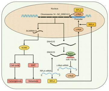 锐博FISH/ChIRP探针助力揭示lncRNA及其同源snoRNA促进肿瘤发生和转移机制 | 锐博生物