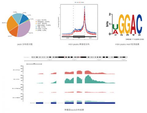 m6A甲基化RNA免疫沉淀试剂盒 | 锐博生物