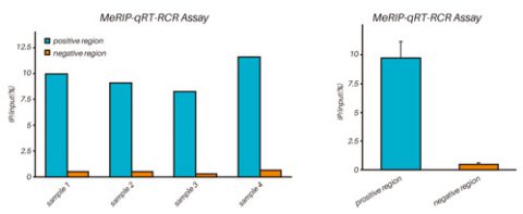 m6A甲基化RNA免疫沉淀试剂盒 | 锐博生物
