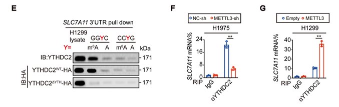 Redox Biol (IF9.986)丨m6A阅读器蛋白YTHDC2通过抑制SLC7A11依赖性抗氧化功能来抑制肺腺癌的发生 | 锐博生物