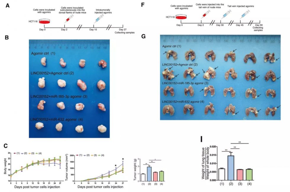 动物用agomir产品案例应用策略解析(20210623)丨含动物造模、实验处理、给药方式、给药剂量…… | 锐博生物