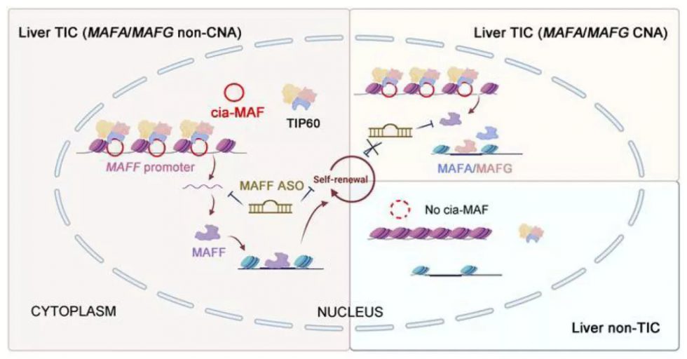 J Clin Invest丨环状RNA cia-MAF通过转录因子MAFF驱动肝癌启始细胞的自我更新和转移 | 锐博生物