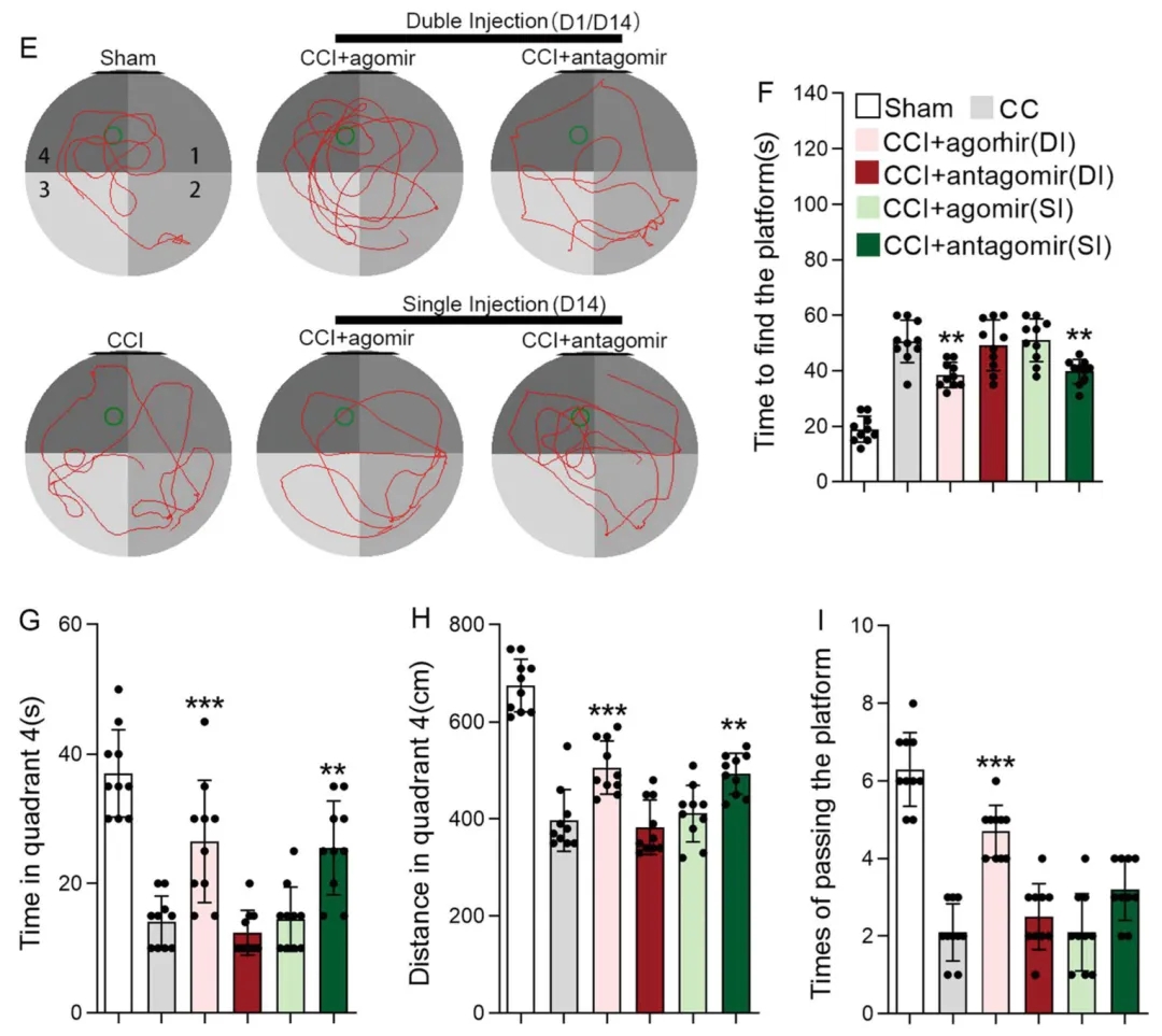 【更新】动物用agomir产品案例应用策略解析(20211025)丨含给药方式、给药剂量、动物造模、实验处理…… | 锐博生物