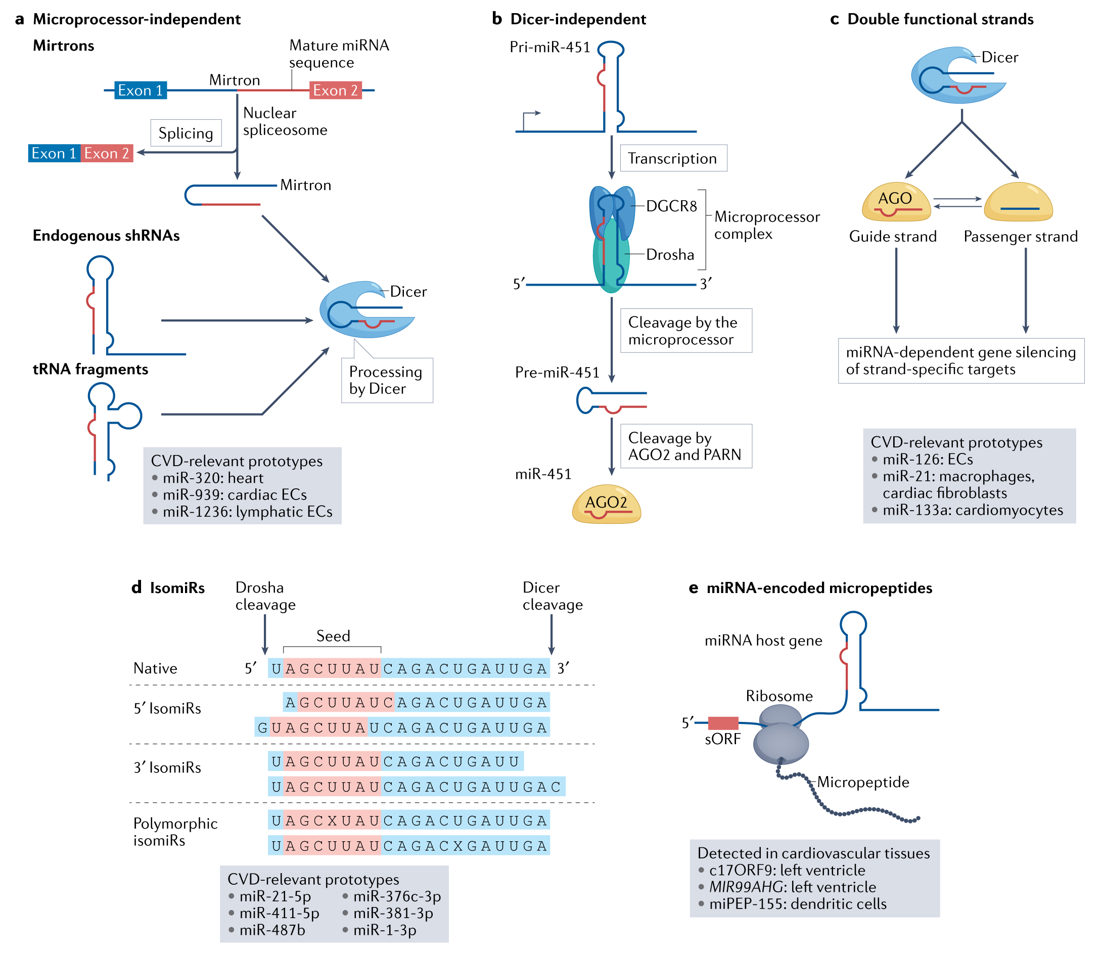 miRNA新研究进展盘点（20220325） | 锐博生物